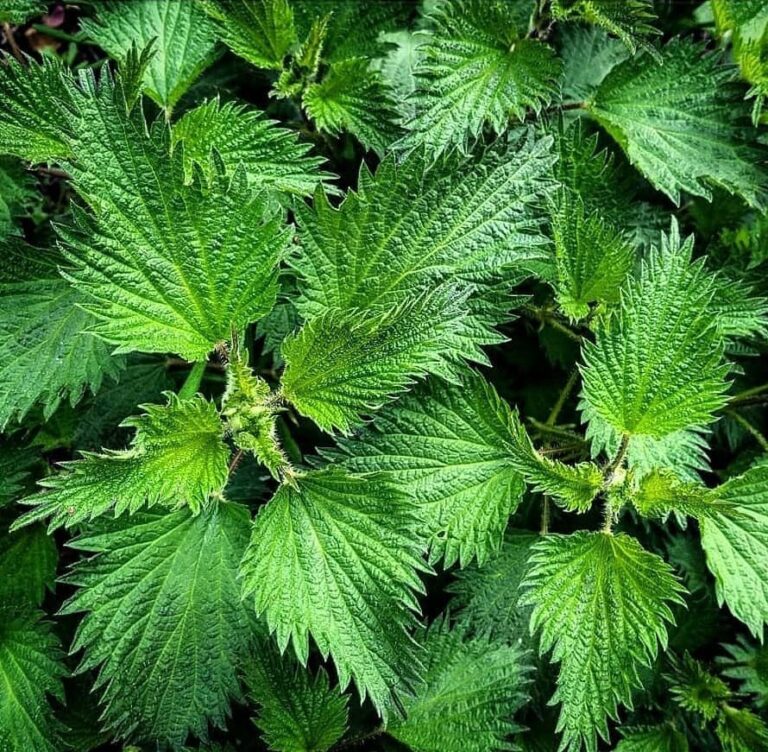 Nettle and lemon cake (vegan) – Edulis : wild food